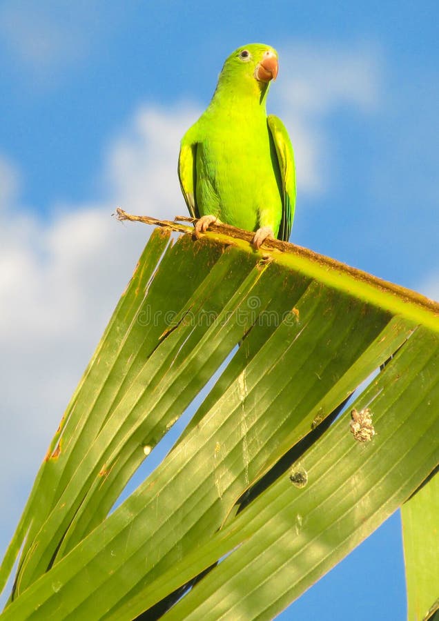 Small Colorful Green Parrot Stock Photo - Image of cute, branch: 93087154