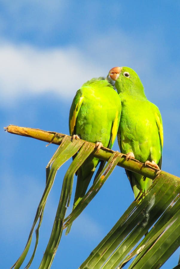 Small Colorful Green Parrot Stock Photo - Image of colorful, beak: 94155484
