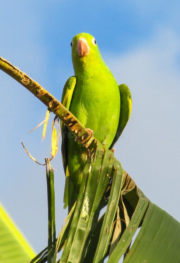Small Colorful Green Parrot Stock Image - Image of banana, cleans: 94155489