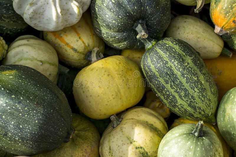 Small colorful pumpkins stock photo. Image of natural - 77433374