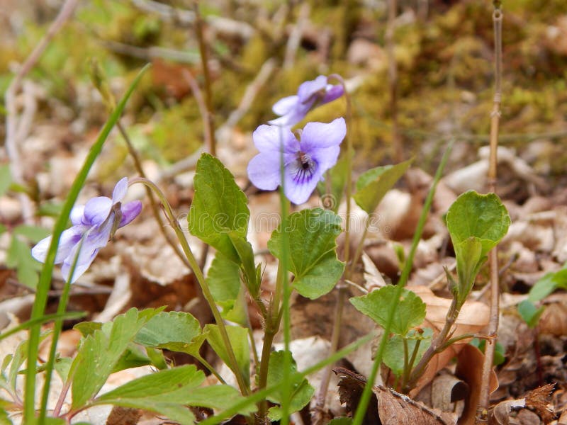 Small Colorful Spring Flowers on the Side of the Road Stock Photo ...
