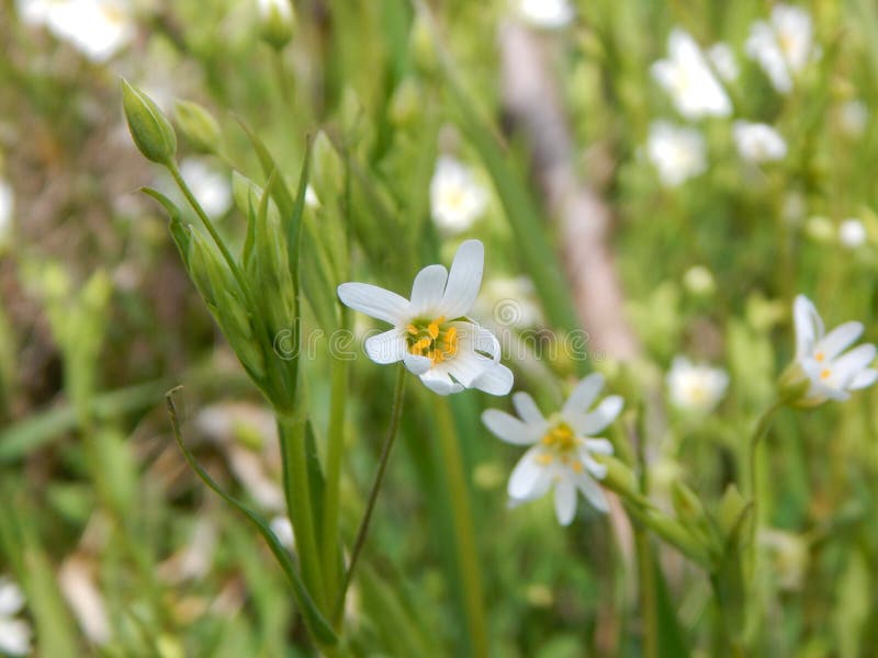 Small Colorful Spring Flowers on the Side of the Road Stock Photo ...