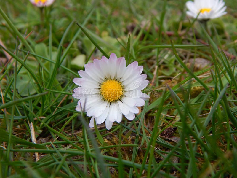Small Colorful Spring Flowers on the Side of the Road Stock Photo ...