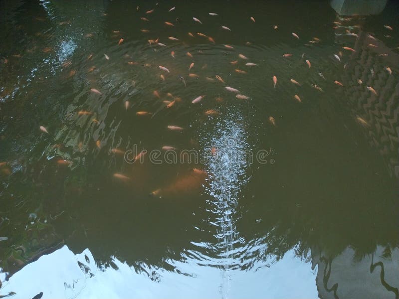 Small, Colorful Tilapia Fish in the Pond in Front of the House Stock ...