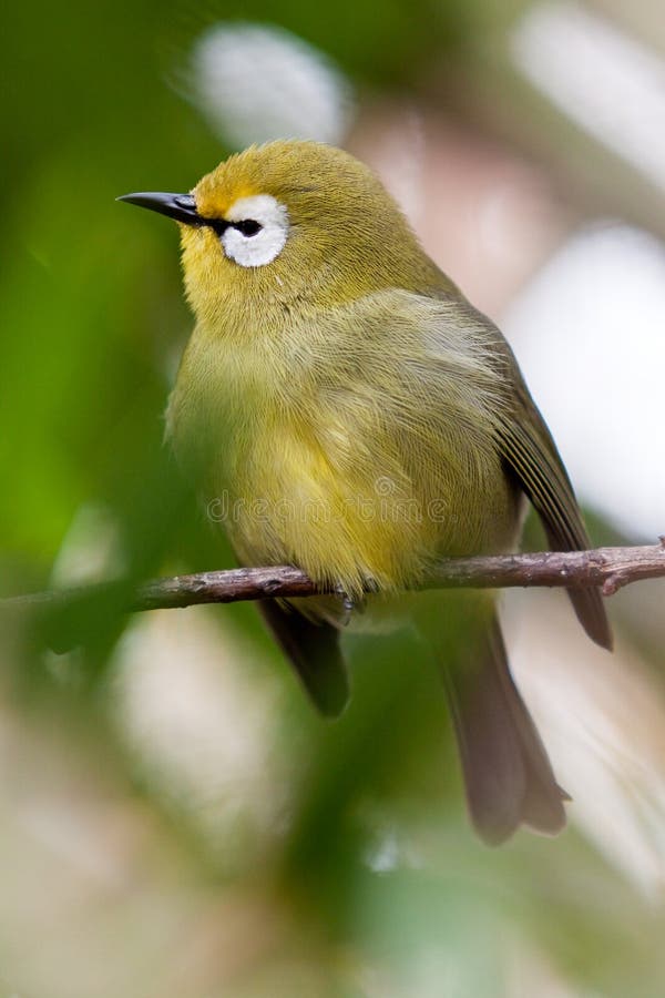 Small Colorful Tropical Bird on a Branch Stock Image - Image of wild ...