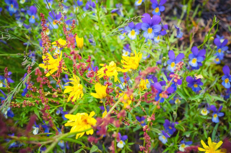 Small Colorful Wild Flowers in Forest Stock Photo - Image of blue ...