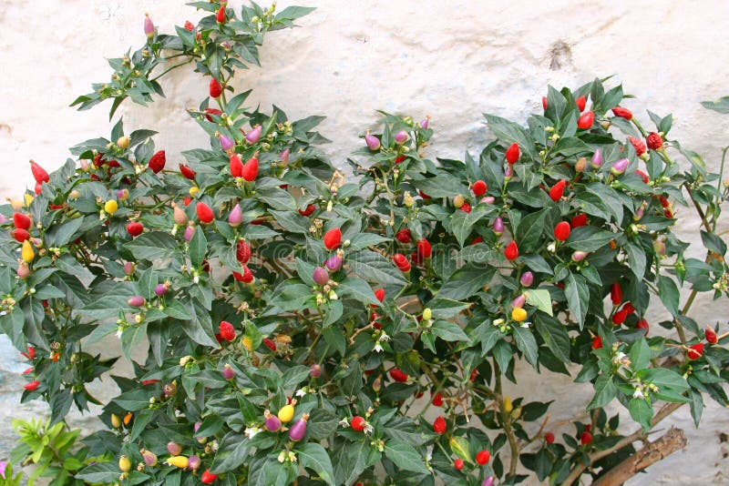 Small Colourful Chilli Peppers in Pots in Village in Crete, Stock Image ...