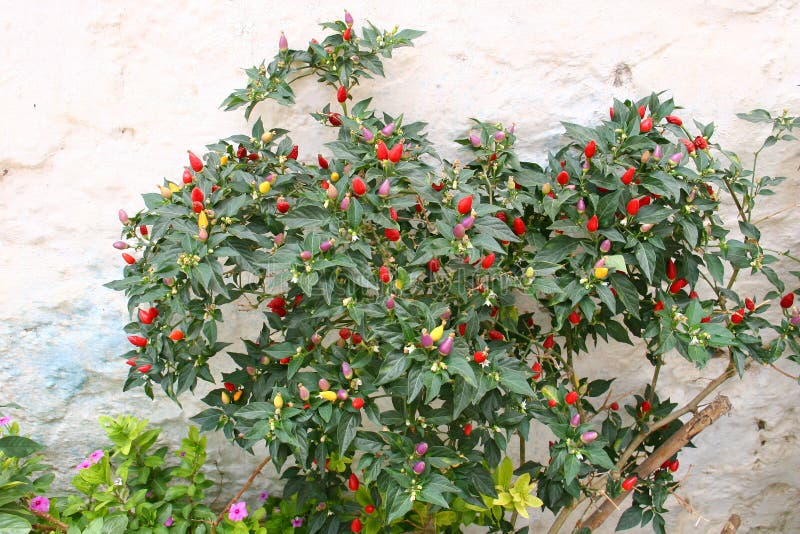 Small Colourful Chilli Peppers in Pots in Village in Crete, Stock Image ...