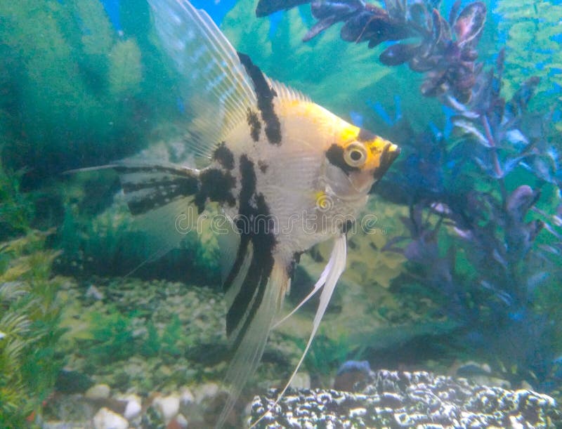 Small Colourful Fish Swimming in the Aquarium Stock Photo - Image of ...