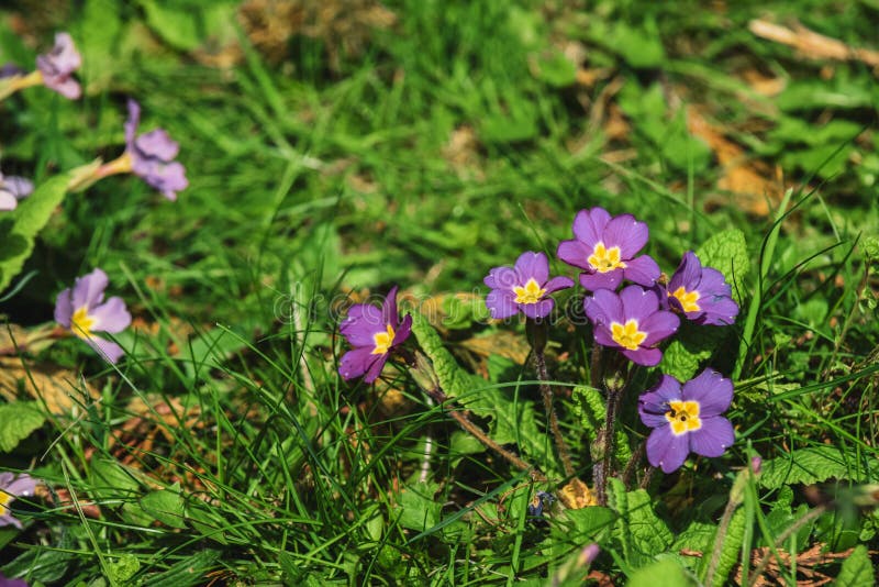 Small Colourful Flowers Grow in the Grass in a Spring Meadow or Field ...