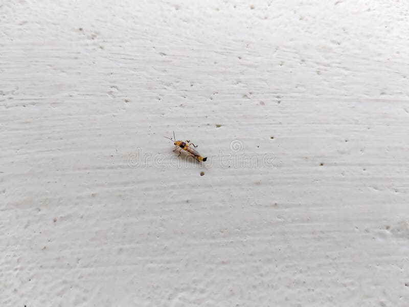 The Small Colourful Insect. Stock Photo - Image of small, wing: 224705810