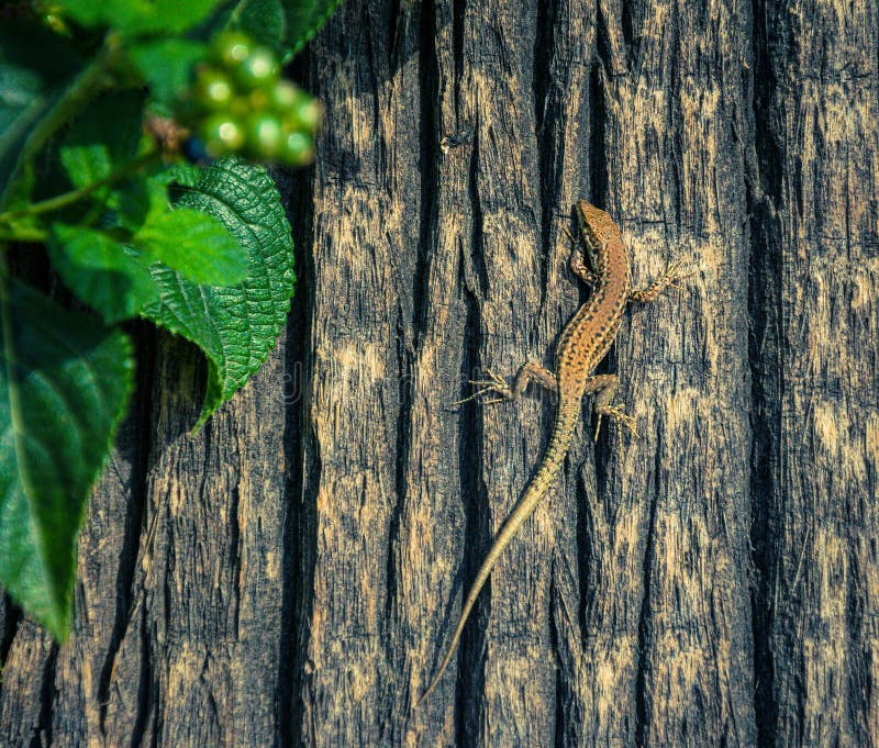 Small Colourful Lizard Taking in the Sun Stock Image - Image of beauty ...