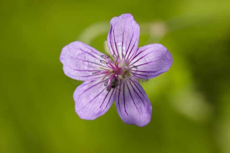Small Common Bug on a Flower, Macro Stock Image - Image of close ...
