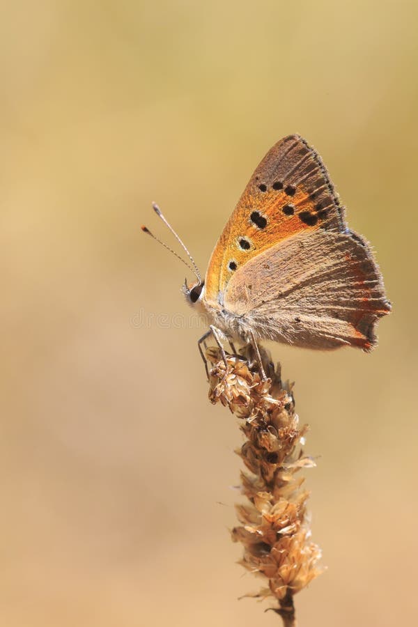 Small Copper or Common Copper Butterfly, Lycaena Phlaeas, Mating Stock ...
