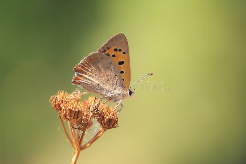 Small or Common Copper Butterfly Lycaena Phlaeas Closeup Stock Photo ...