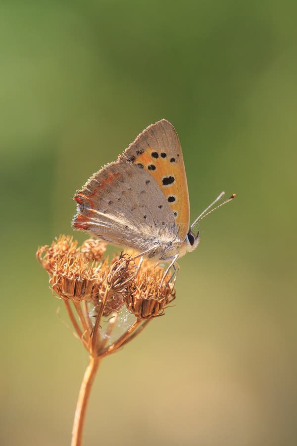Small or Common Copper Butterfly Lycaena Phlaeas Closeup Stock Photo ...