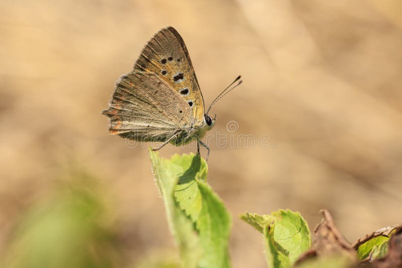 Small or Common Copper Butterfly Lycaena Phlaeas Closeup Stock Image ...