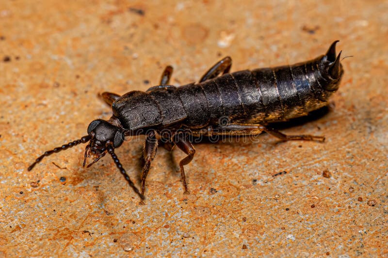 Small Common Earwig stock image. Image of green, macro - 258932629