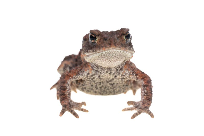 Small toad front view stock photo. Image of european - 197963560