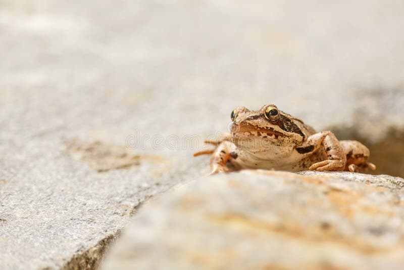Small Common Frog or Grass Frog Rana Temporaria Stock Photo - Image of ...