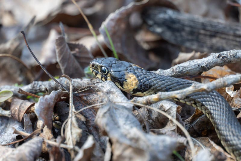 Small Common Grass Snake Hide among the Dry Leaves. Natrix Natrix Stock ...