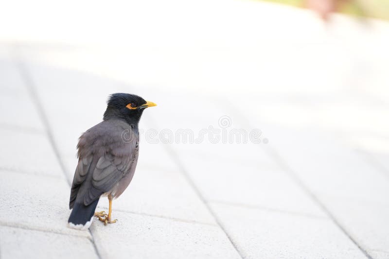 Small Myna Bird Perched in the Fork of an Australian Gum Tree Stock ...
