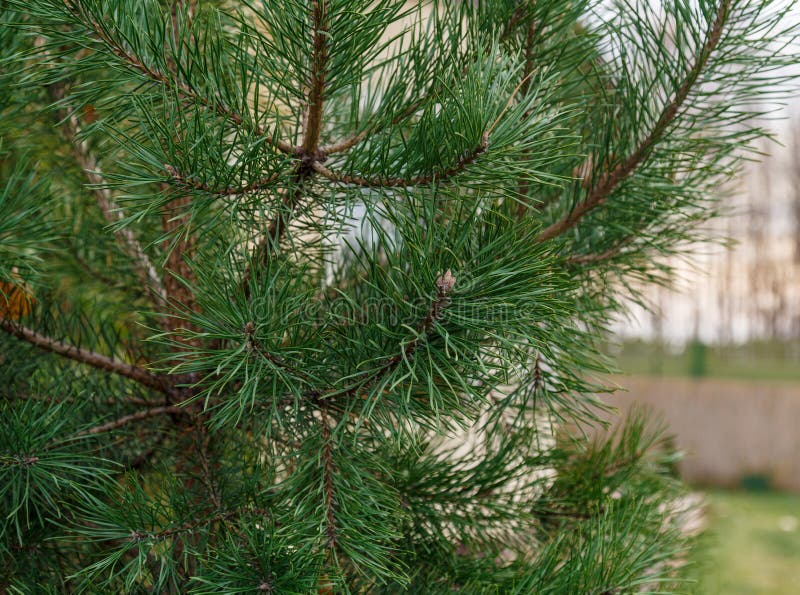 Small common pine stock photo. Image of small, scots - 80814488