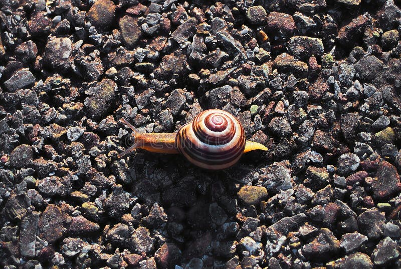 Small common snail stock image. Image of spiral, slug - 276152517