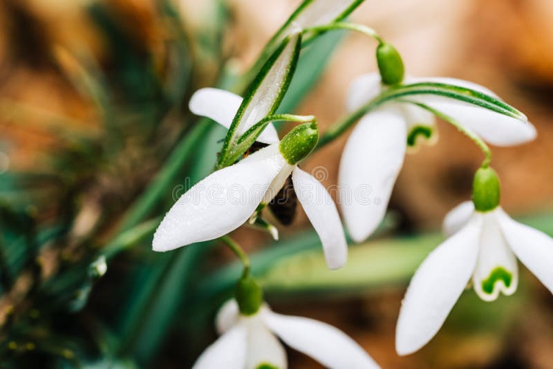 Small Common Snowdrop Flower in Early Spring in Forest Stock Photo ...