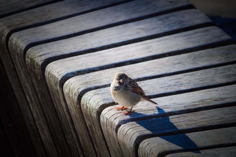 Small Common Sparrow Bird Perched on a Wooden Bench Stock Photo - Image ...