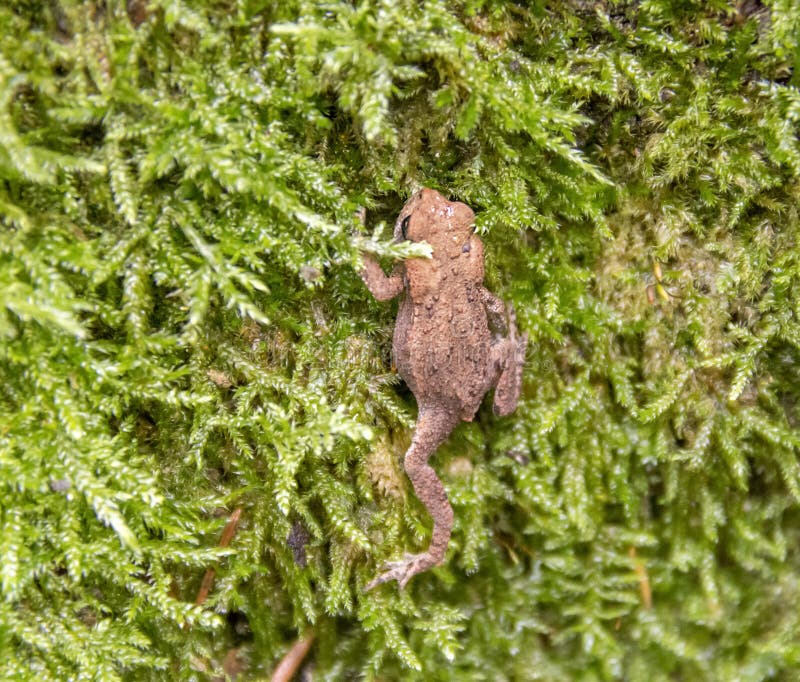 Small common toad stock photo. Image of climbing, animal - 103314744