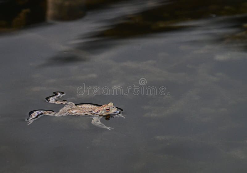 Small Common Toad Swimming on a Pond Surface Stock Photo - Image of ...