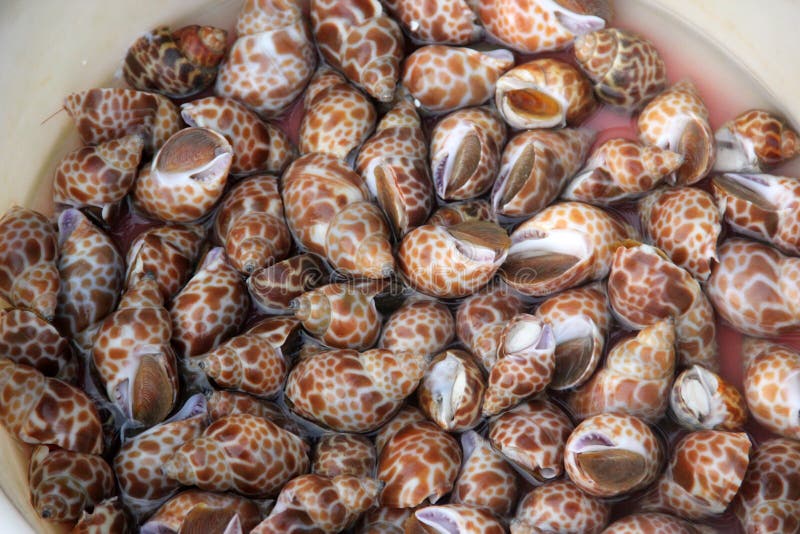 The Small conch stock photo. Image of amino, vitamins - 41381466