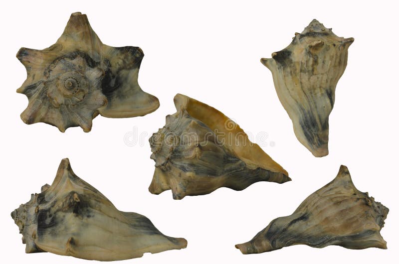 Small Conch Shell stock photo. Image of tropical, white - 25666436