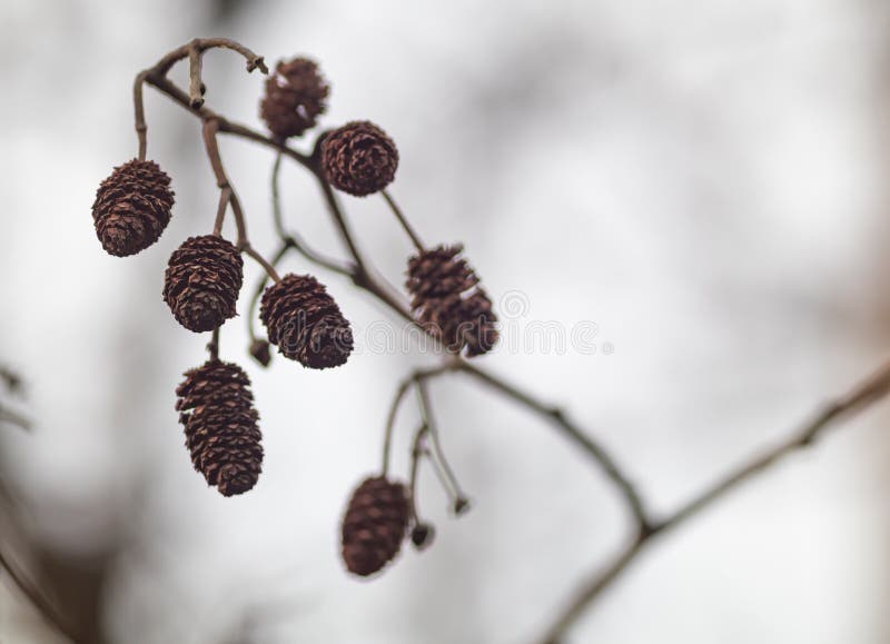 The Small Cones on the Branch are Delicate yet Striking, Nestled among ...