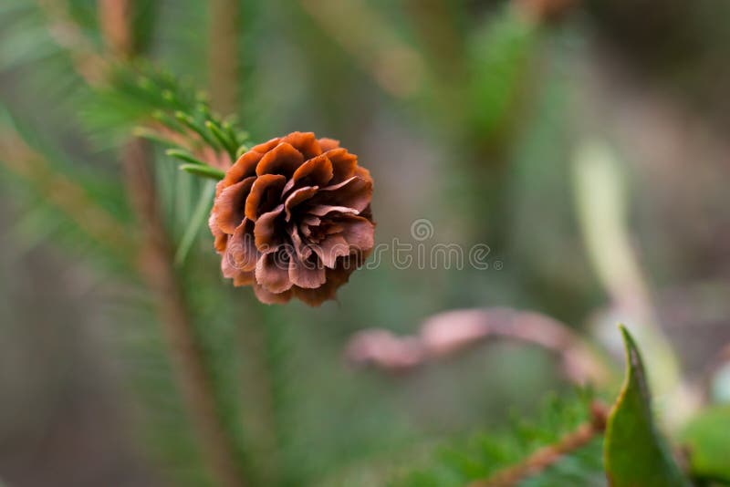 Small cones on the branch stock photo. Image of nature - 94261560