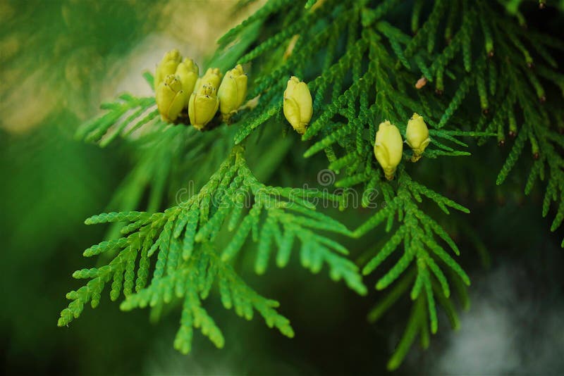 Thuja tree cones stock photo. Image of coniferous, green - 30894000