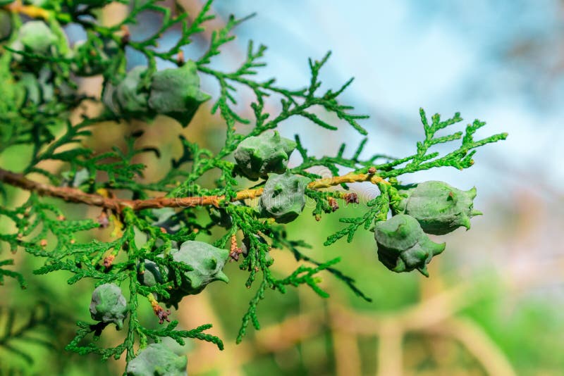 Small cones stock image. Image of wood, small, branch - 75577305