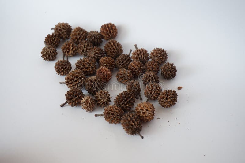 Small Cones of Tropical Coniferous Tree Stock Photo - Image of ...