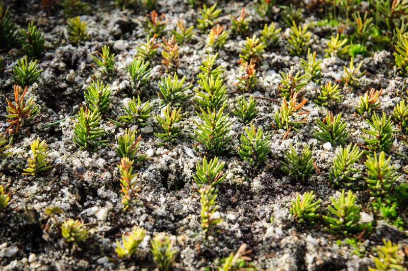 Small conifer seedlings stock photo. Image of light, plantation - 37432168
