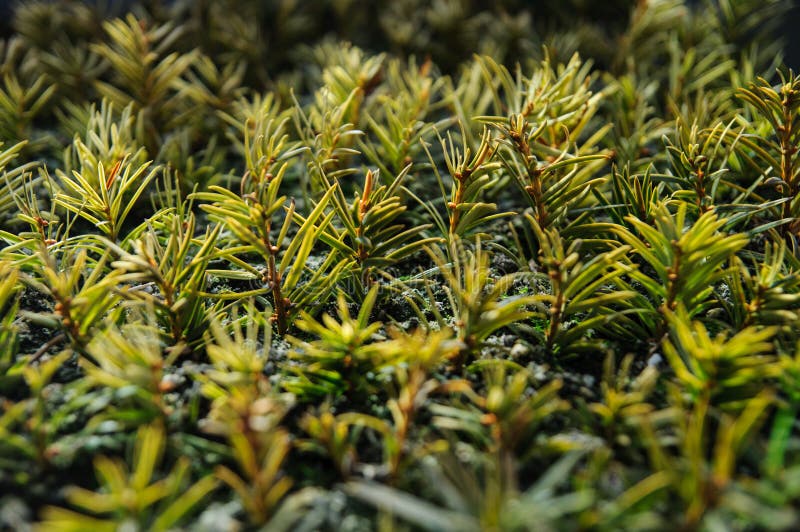 Small conifer seedlings stock photo. Image of light, plantation - 37432168