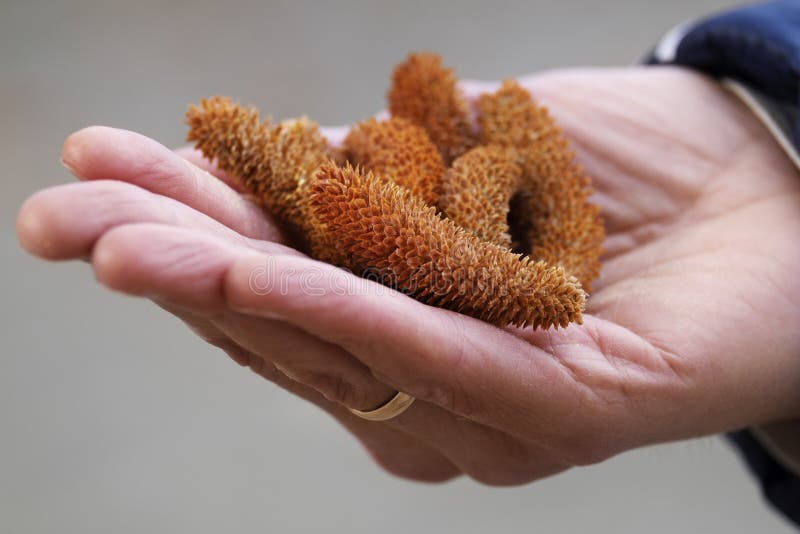 Small Coniferous Cones To Hold in the Palm of Your Hand Stock Photo ...