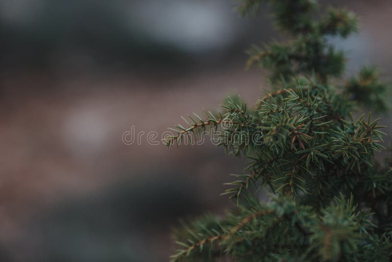 Turkestan Juniper Juniperus Polycarpos Stock Photos - Free & Royalty ...