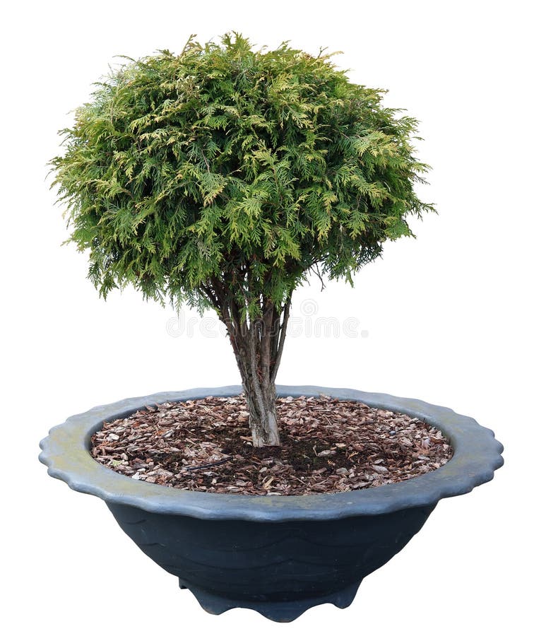 Small Coniferous Tree Growing in a Concrete Pot Isolated Stock Image ...