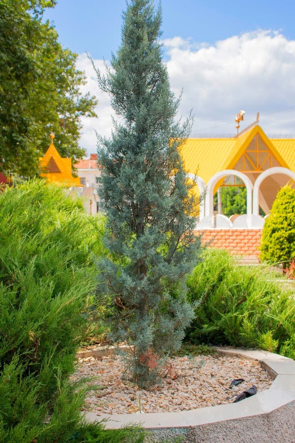 Small Coniferous Tree Outdoors Close Up. Stock Photo - Image of ...