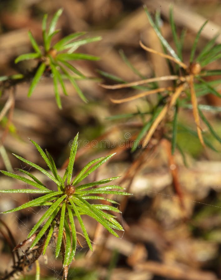 A Small Coniferous Tree Pine Tree on a Forest Floor Stock Photo - Image ...