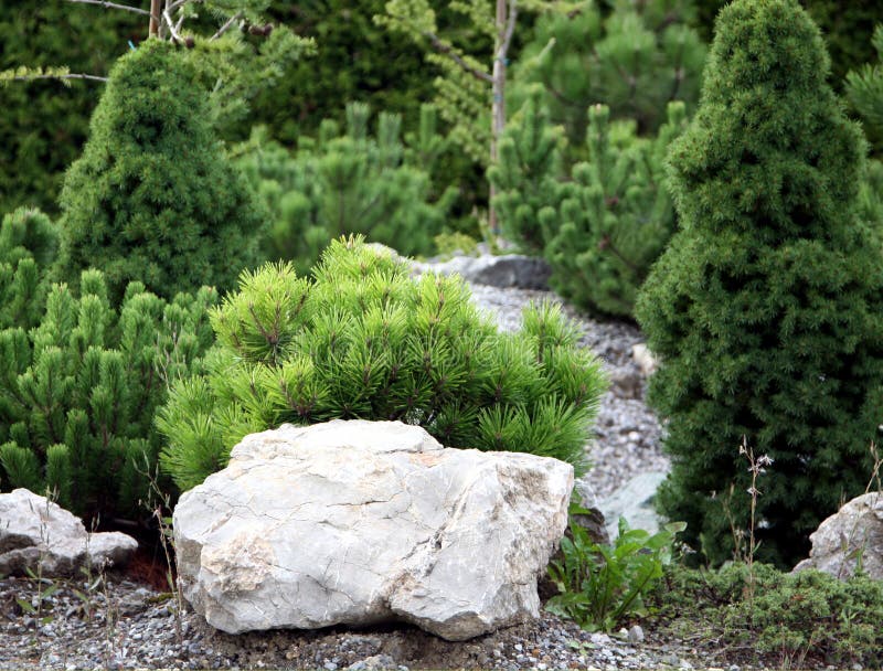 Conifer Trees For Landscaping 7 Types Of Pine Trees That Are Great For