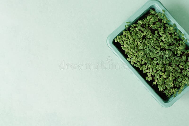 Small Container of Green Plants Arugula on Background with Copy Space ...