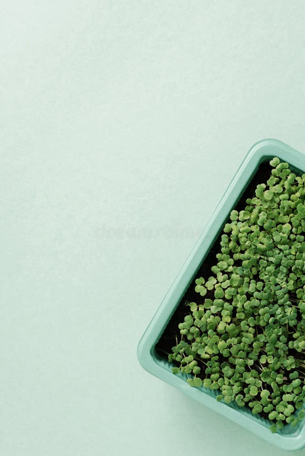 Small Container of Green Plants Arugula on Background with Copy Space ...