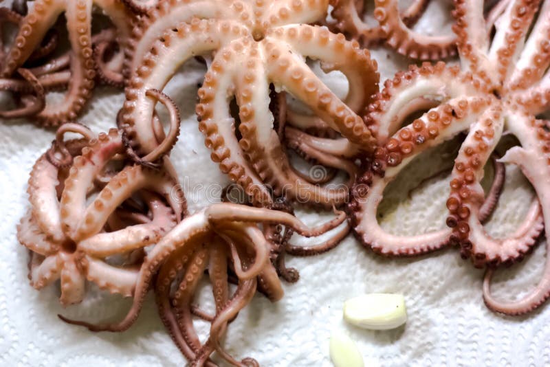 Small cooked octopuses stock image. Image of soft, cuisine - 37383809